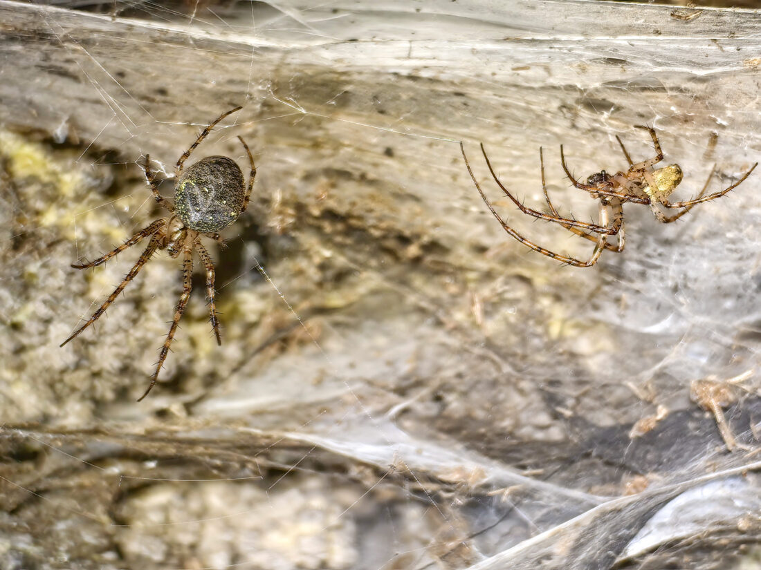 Arachnid super-web reveals the surprising ‘constant party’ life of ...